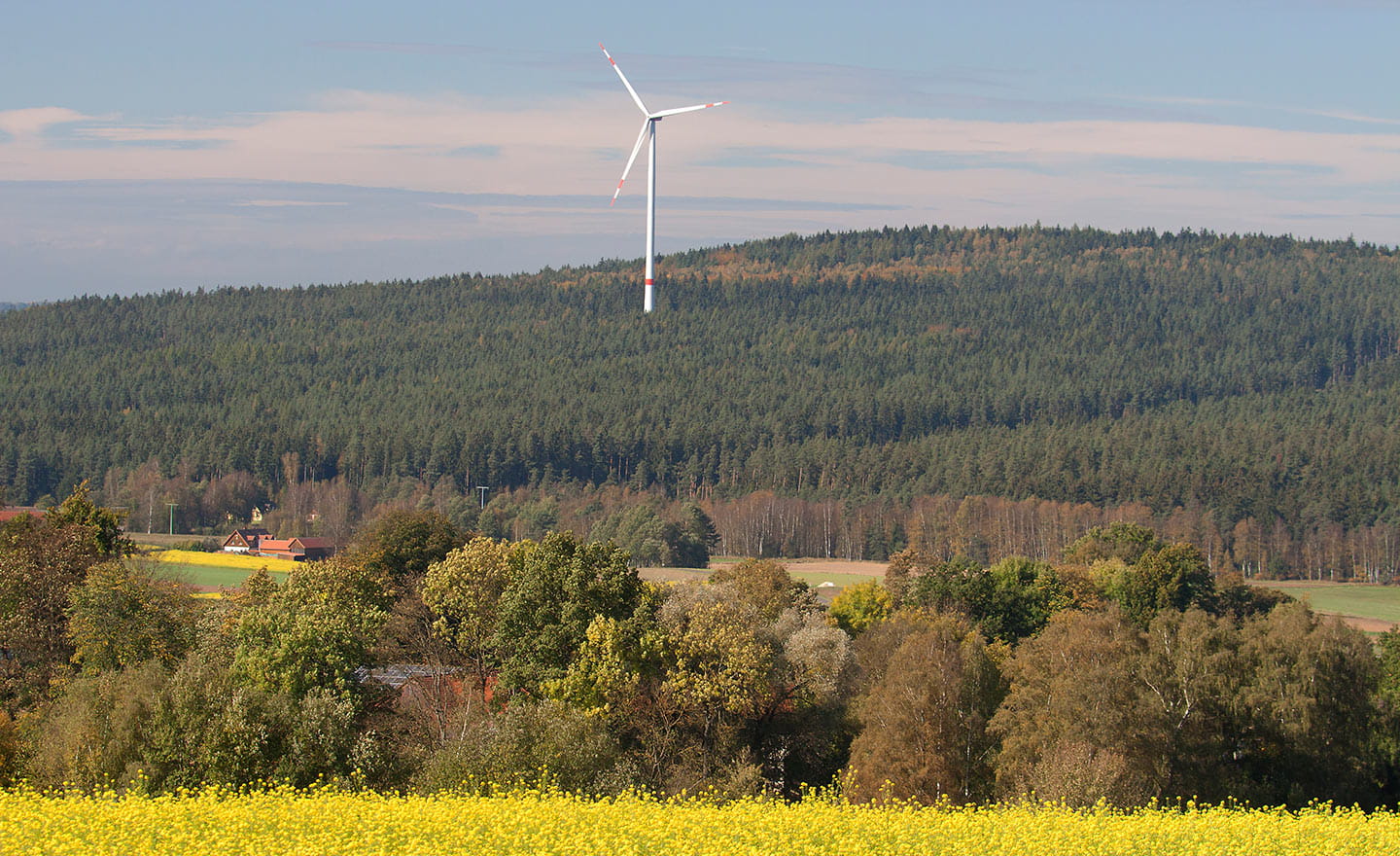 Wind im Wald | Ørsted