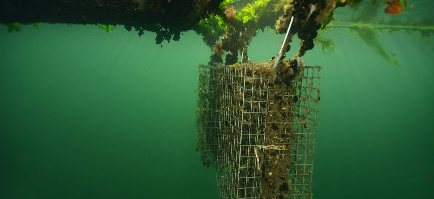 Biohuts im Hafen von Greenaa | Ørsted