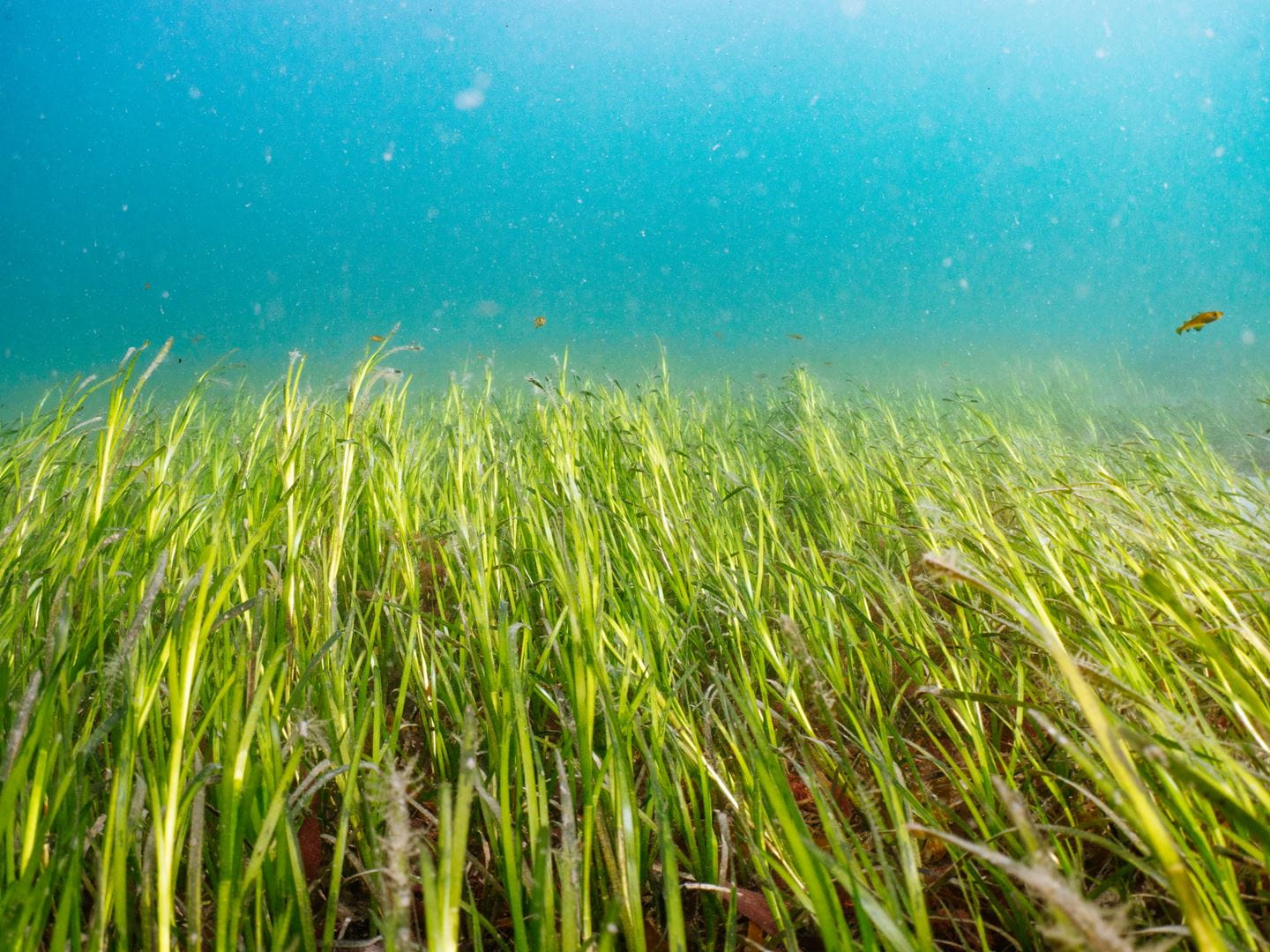 Renewables giant Orsted and Ocean Conservation Trust join forces on new ... Renewables giant Orsted and Ocean Conservation Trust join forces on new ...