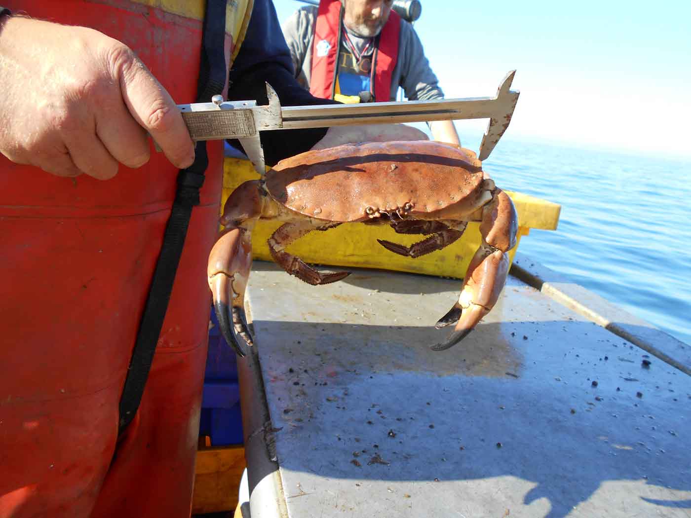 Caring for crustacean habitats in an offshore wind farm | Ørsted