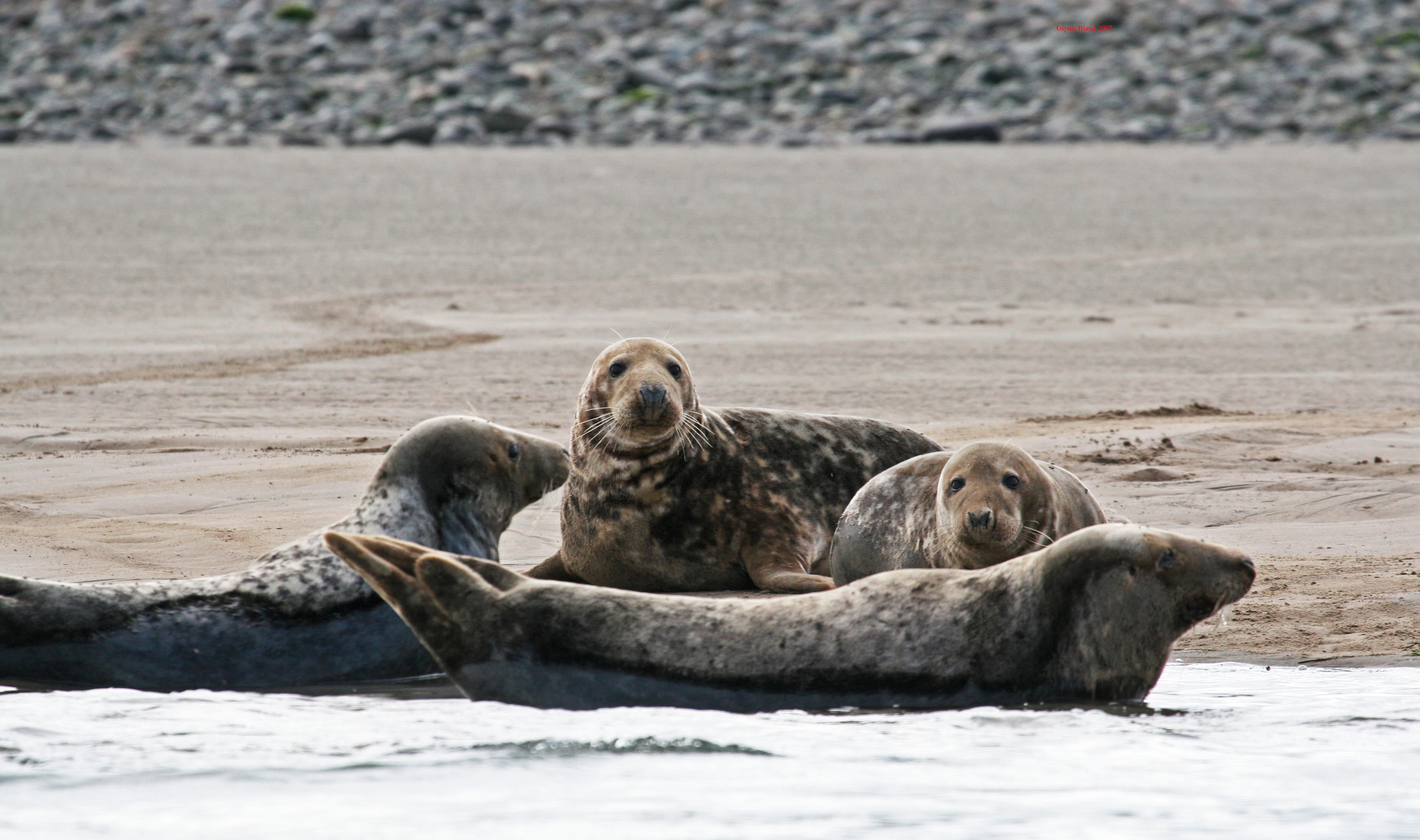 Our Support to Tracking Seal Activity | Ørsted