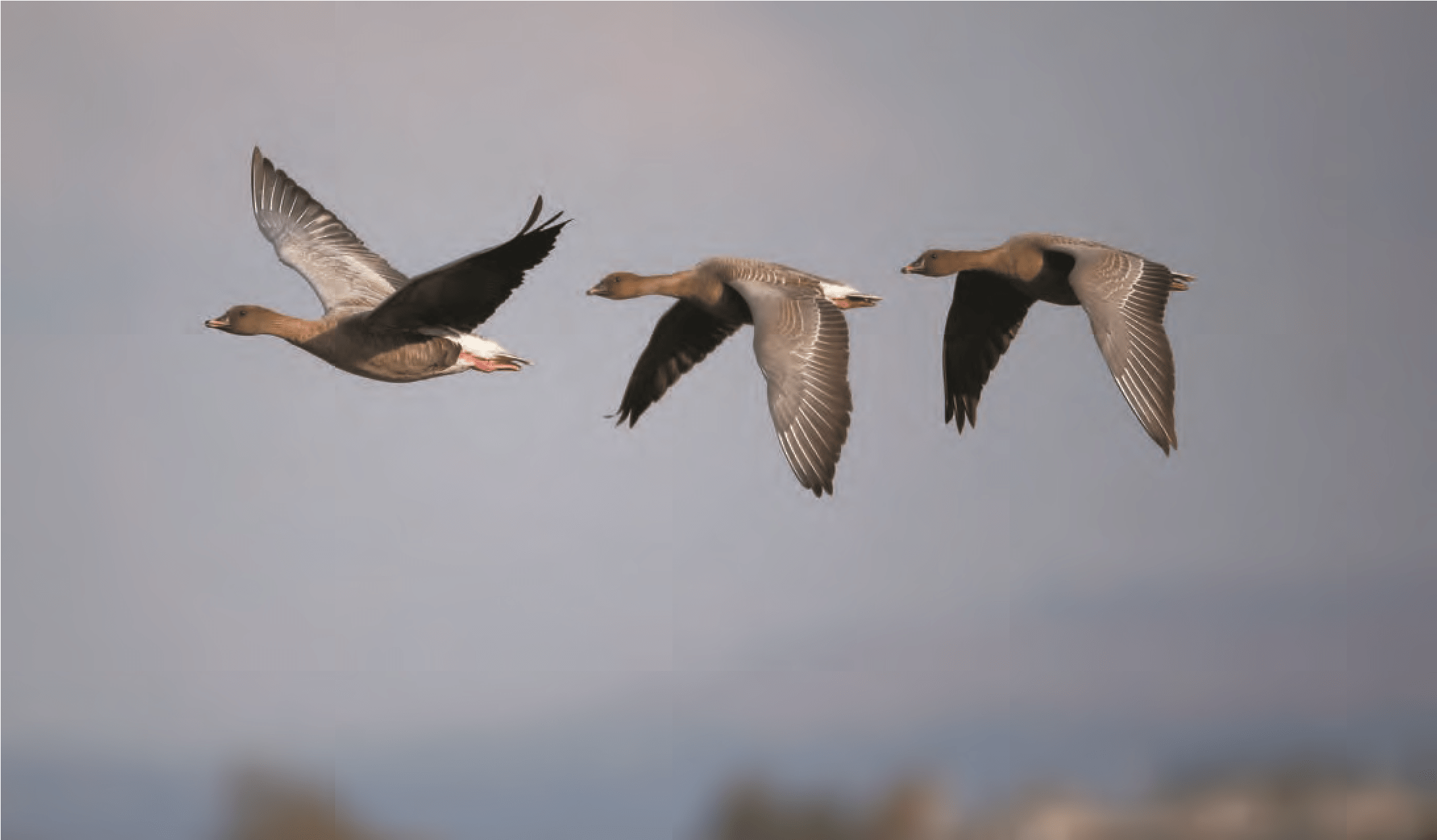 Migration Patterns of Pink-Footed Geese | Ørsted