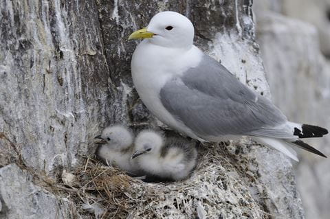 Artificial nesting structures support birds & green energy | Ørsted