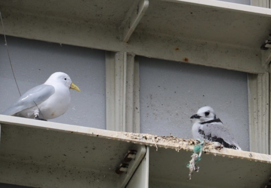 First kittiwake chick hatches at Orsted artificial nesting site
