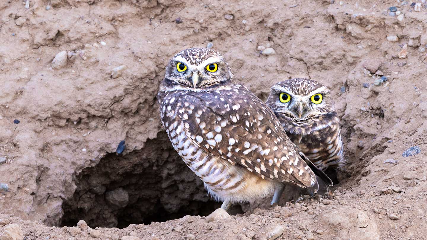 Ørsted Announces Burrowing Owl Habitat Research Grant for Arizona State ...