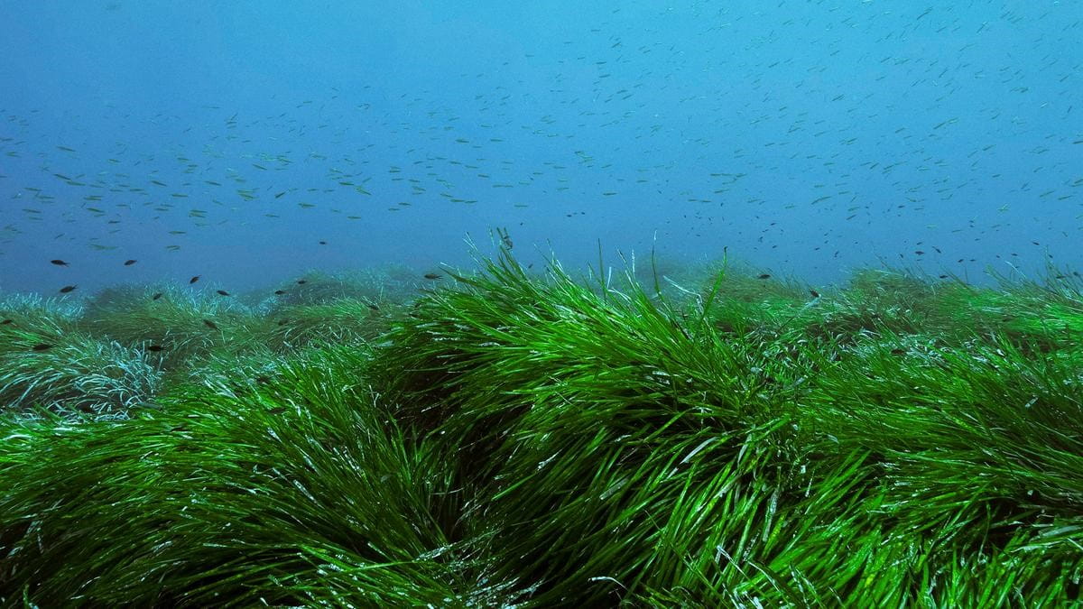 How Offshore Wind Coexists with Marine Wildlife | Ørsted
