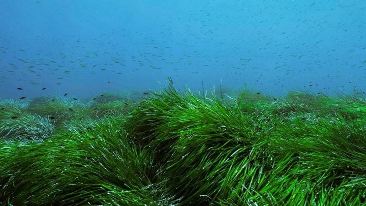 How Offshore Wind Coexists with Marine Wildlife | Ørsted