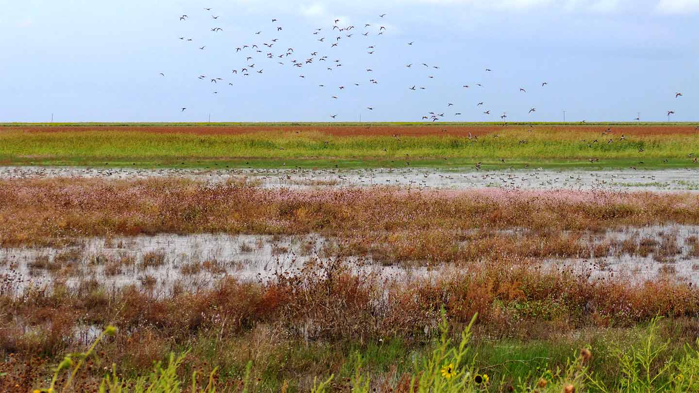 Conserving Biodiversity for People and Ecosystems | Ørsted