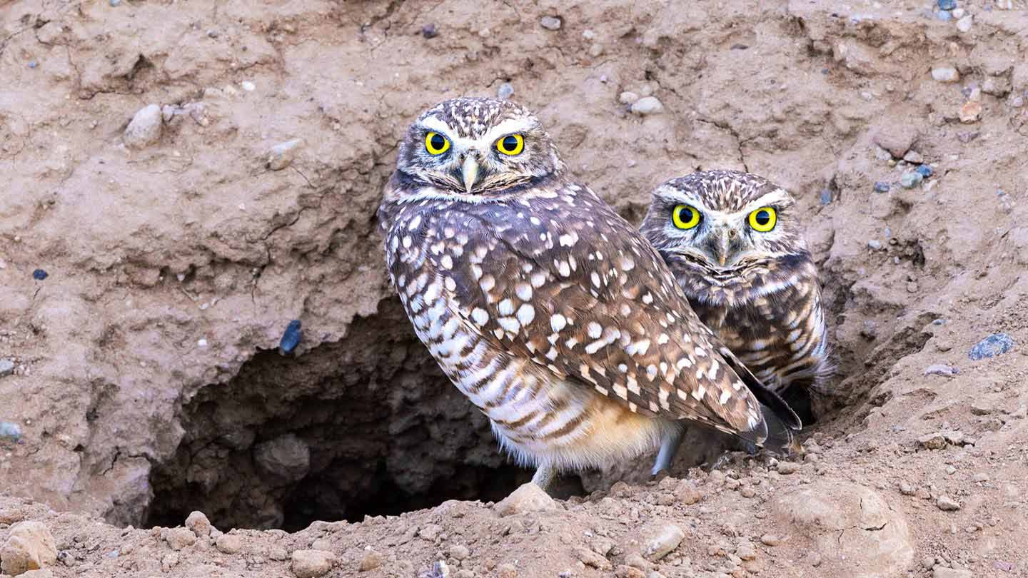Conserving Biodiversity for People and Ecosystems | Ørsted