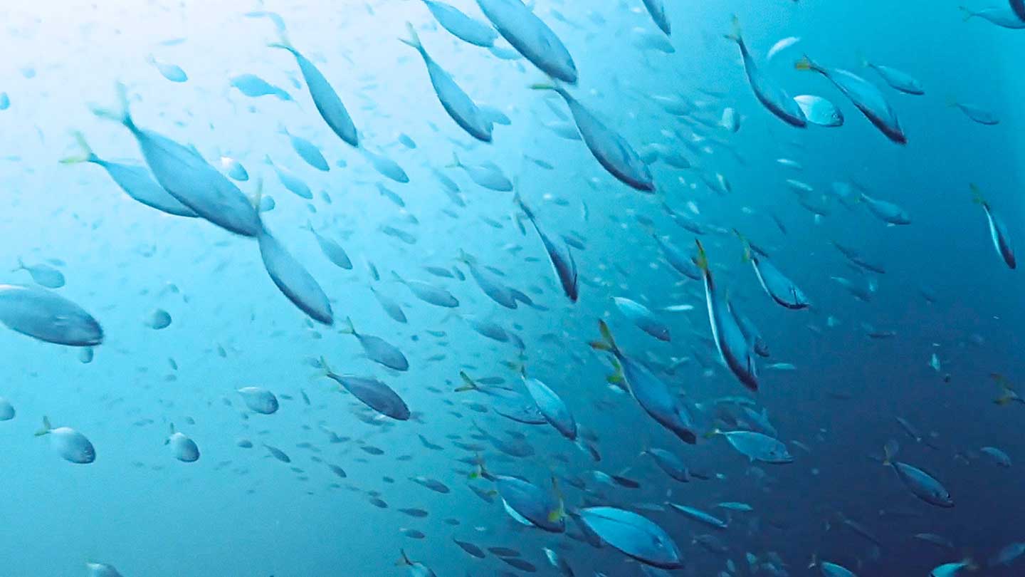 Ørsted & WWF Working Together for Ocean Biodiversity | Ørsted